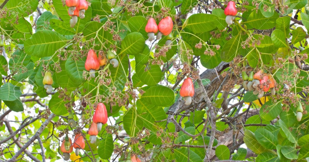Caju Diary: About Cashew