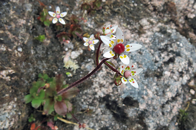 Bag a Wild One: What's Up in Scotland