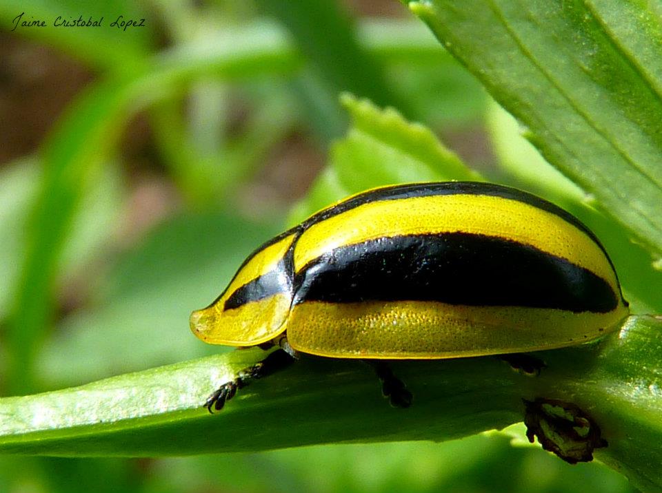 Jaime Ramos Méndez: Galería de insectos en las inmediaciones de ...