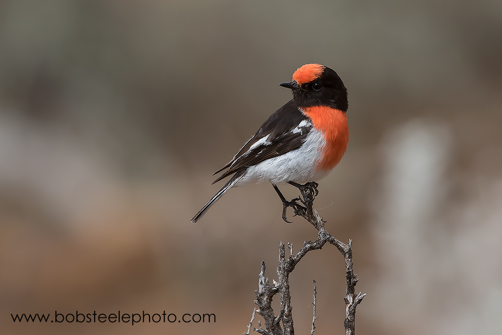 Binoculars in the Backcountry: Birding the Outback Desert