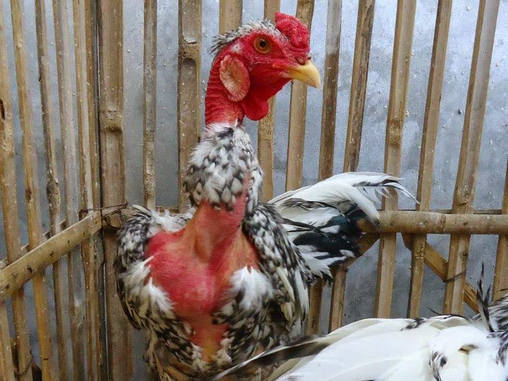 AYAM KAMPUNG ASLI : AYAM KAMPUNG ASLI INDONESIA