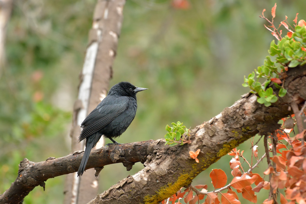 Tordo (Curaeus curaeus) ~ Fauna de Santiago