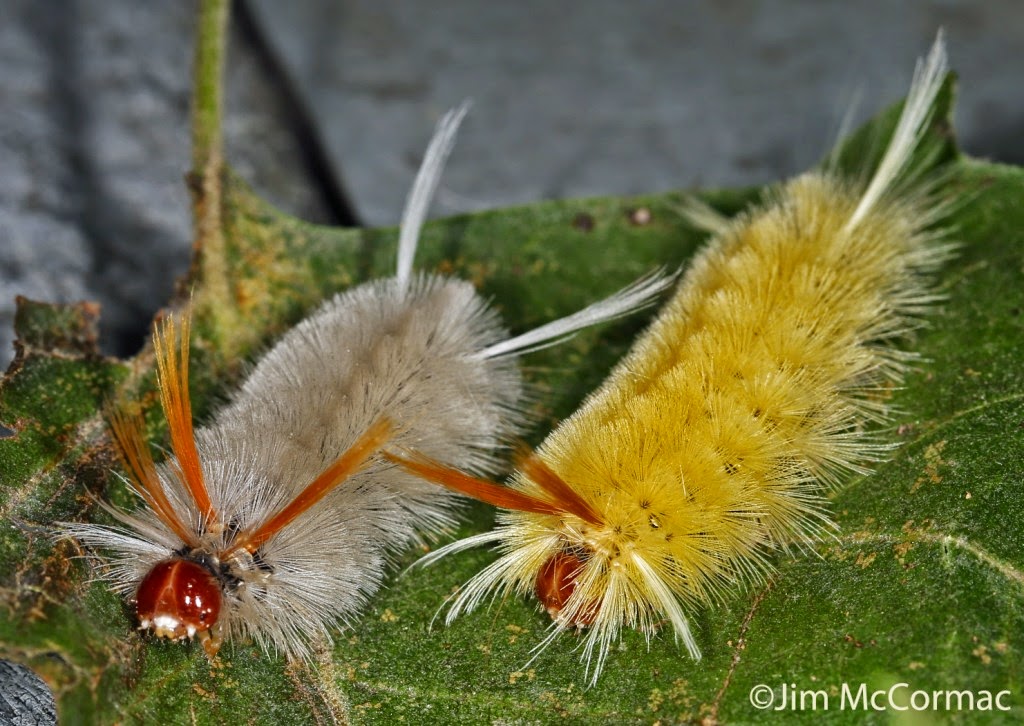 Ohio Birds and Biodiversity: Sycamore Tussock Moth caterpillars