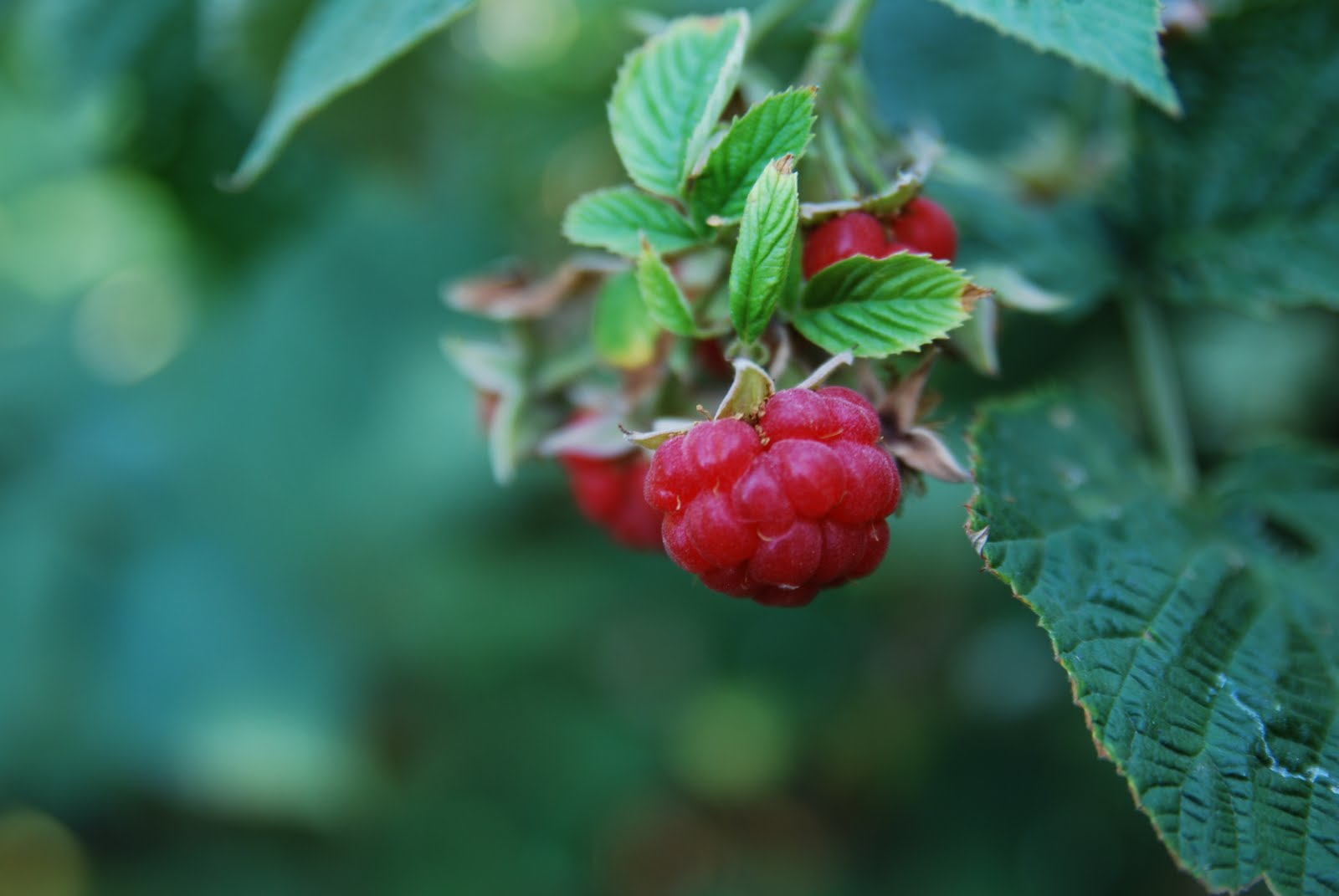 Ultimele zile de vara....sau salata de fructe...sau ce poate ascunde ...