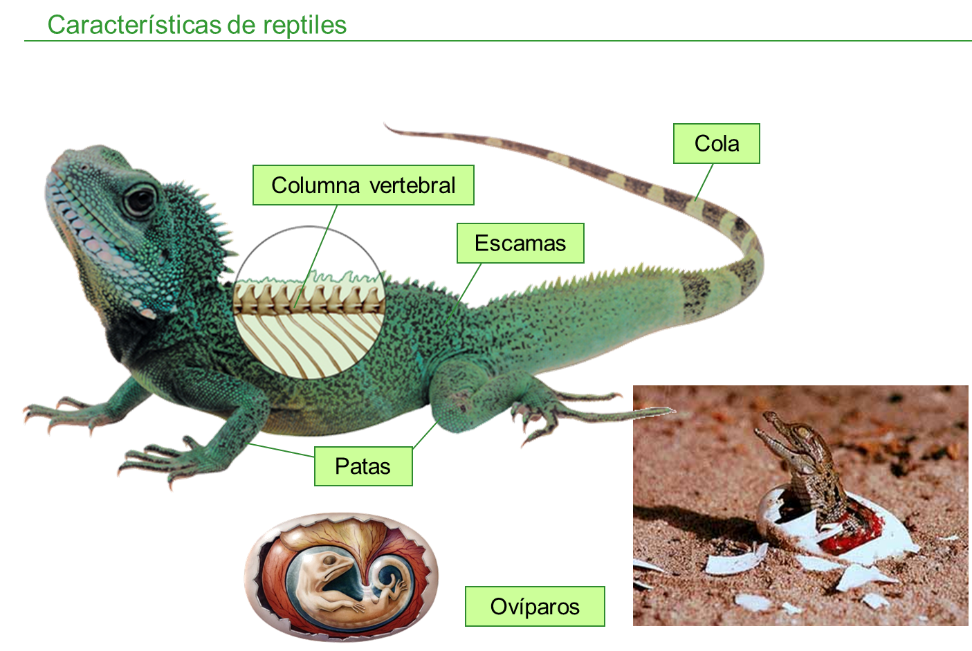 CIENCIAS NATURALES: REPTILES Y ANFIBIOS