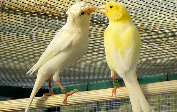 Peligros del piojillo piojo rojo en canarios