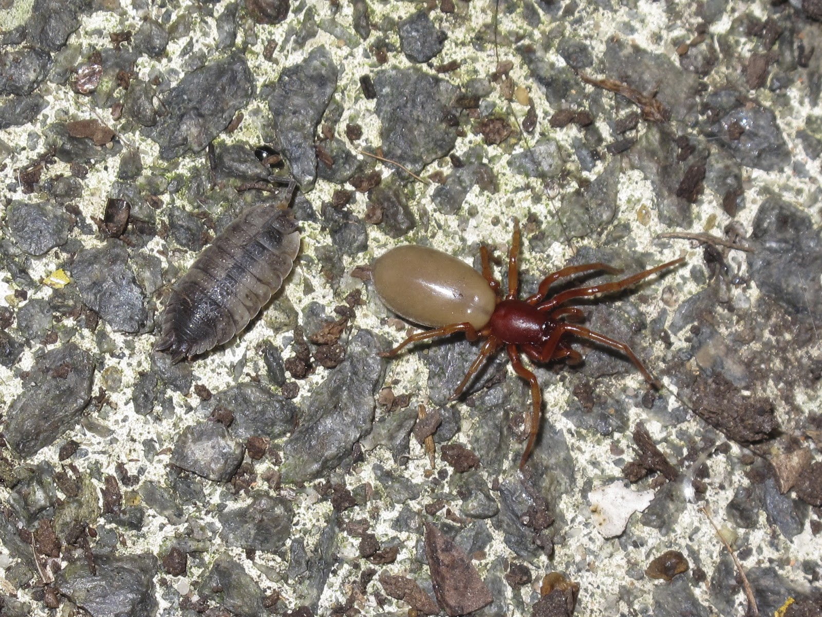 BugBlog: Dysderidae: Woodlouse hunters