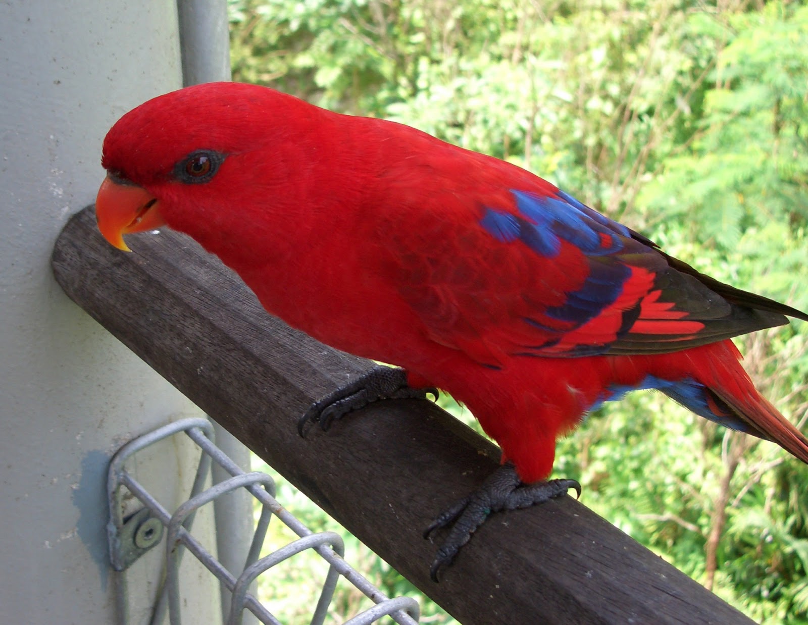 Red Lory ~ Birds World