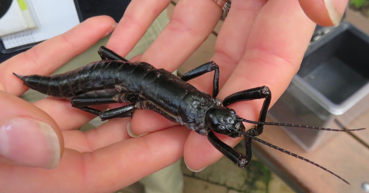 The remarkable tree lobster
