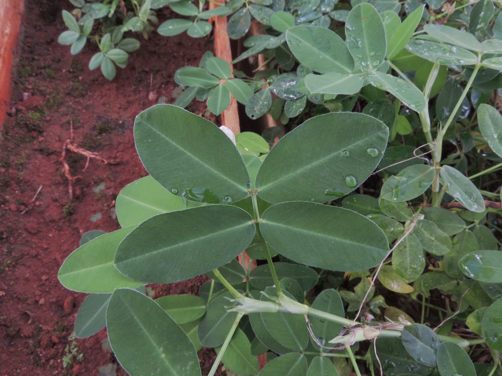 Fabaceae - Leguminosae no Brasil: Fabaceae - Arachis pintoi Krapov. & W ...