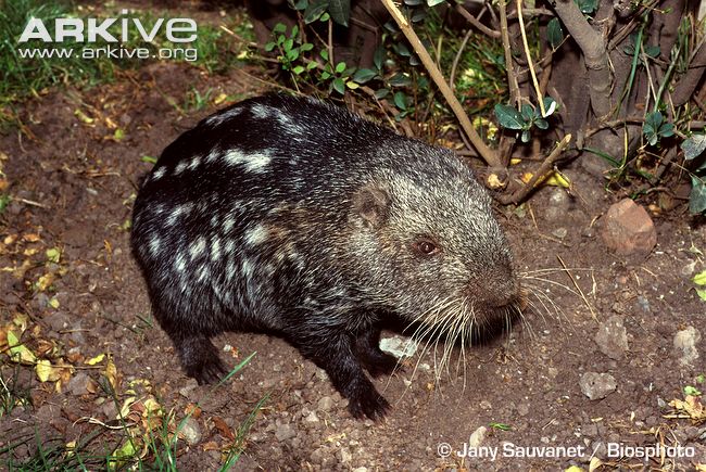Elambiente.ron: La Pacarana o guagua con rabo en peligro de extinción ...