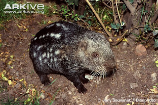 Elambiente.ron: La Pacarana o guagua con rabo en peligro de extinción ...