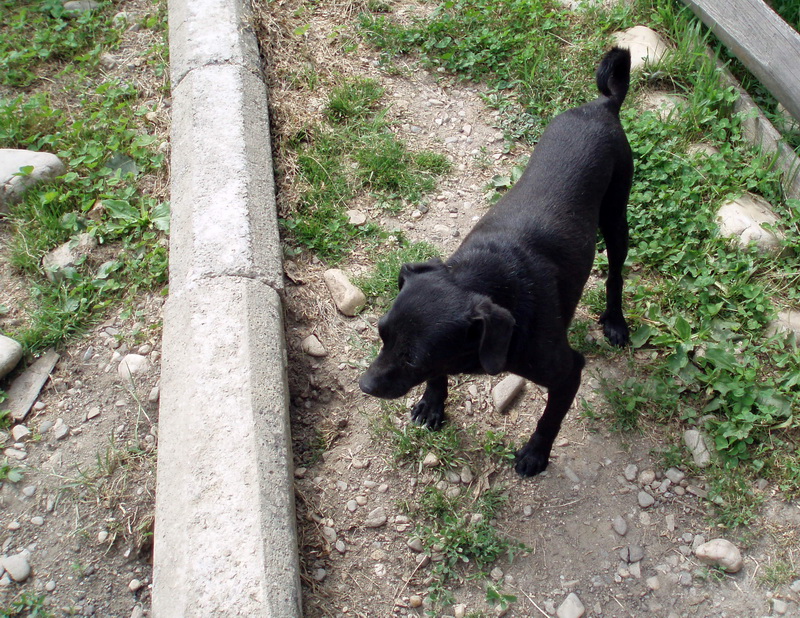 Blogul Simonei: Câine negru. Brad
