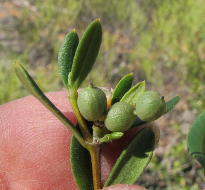 Esperance Wildflowers: Alyxia buxifolia – Sea Box
