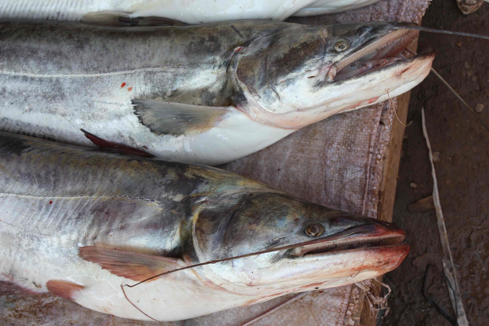 The World Tastes Good: My Second Day in Kratie, Cambodia