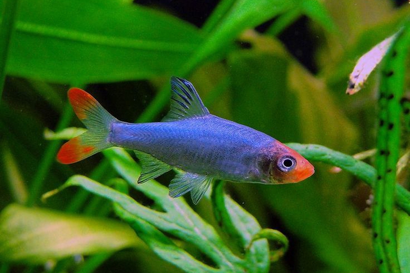 14 Jenis Ikan Rasbora Cantik