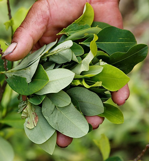 BOLIVIA... LO MEJOR QUE TENEMOS: LOS INCAS YA MASCABAN LAS HOJAS DE ...