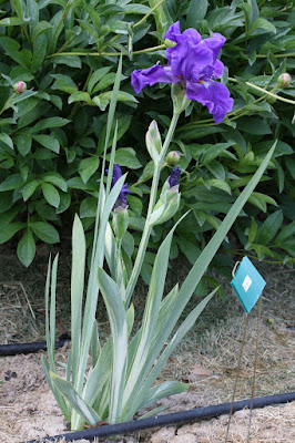 World of Irises: Novelty Iris