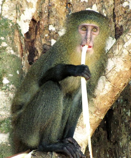 White Wolf : New monkey species identified in Democratic Republic of Congo