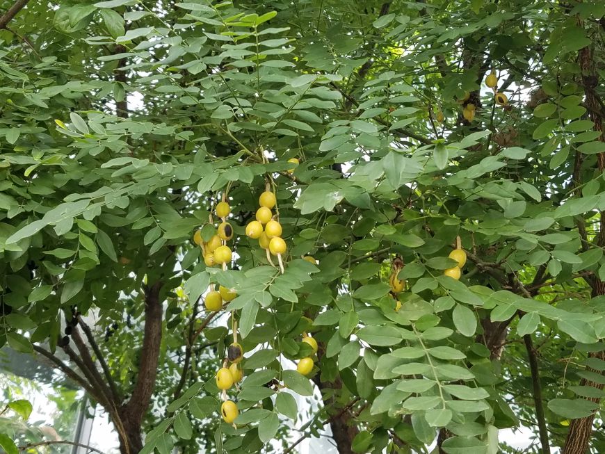 Future Plants by Randy Stewart: Sophora, Kowhai & Pagoda Tree