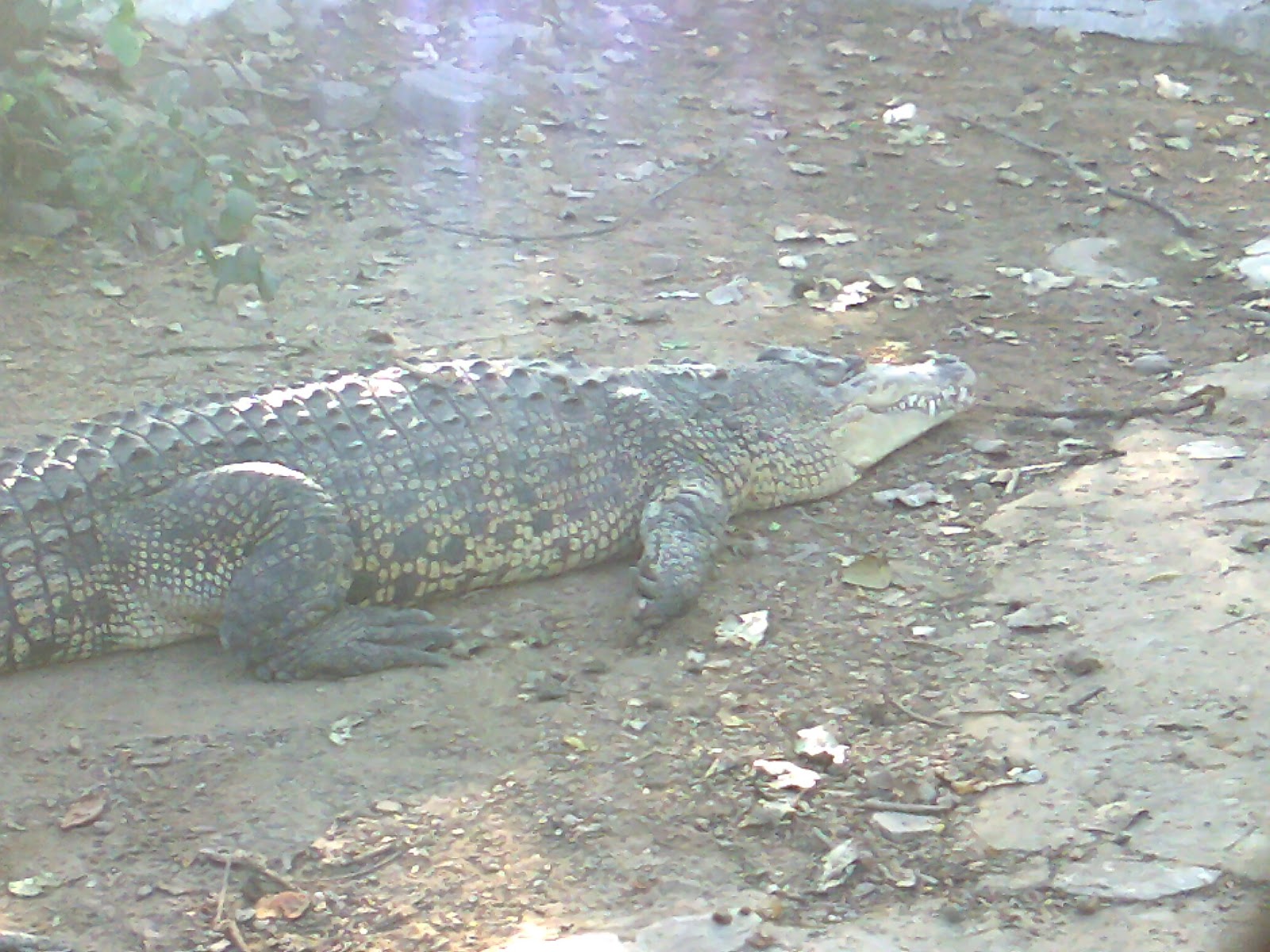 Kamla nehru zoo kankaria zoo ahmedabad - Green Ahmedabad: