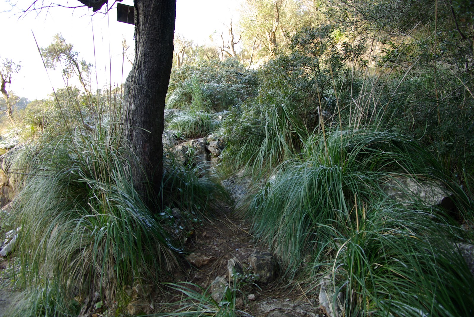 TRESQUES PER TRAMUNTANA: SA TALIA DE CAL REIS - PUIG DE CA´N LLENDERINA