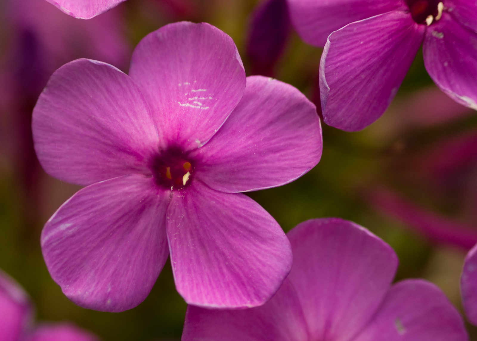 Flowers World: Purple Phlox Flower