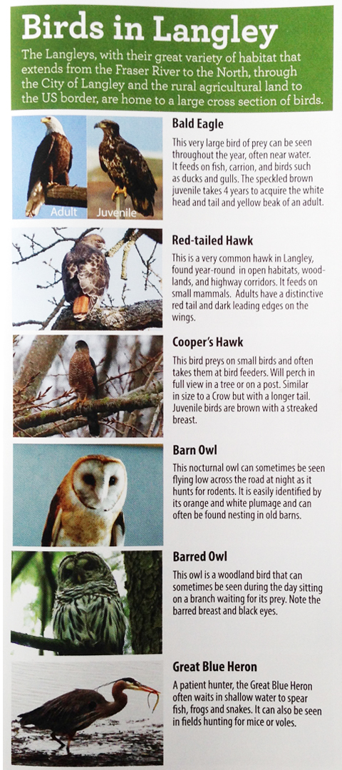John Gordon/Listening to Birds: Birds of Langley Bird Brochure