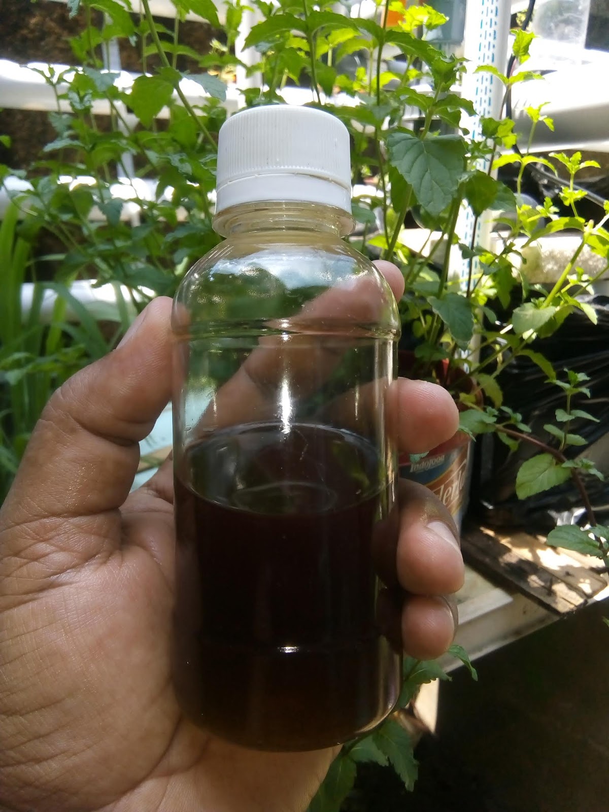 Kebun Dzikri: Cara Mudah Membuat Minyak Daun Mint