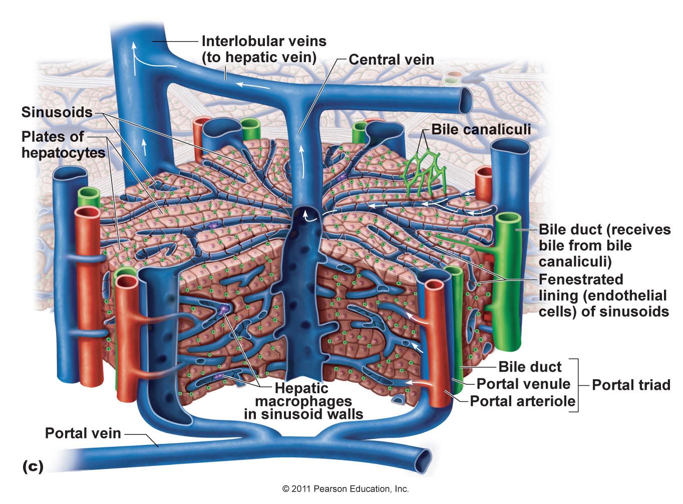 LÁMINAS PROFESOR JANO: LÁMINAS VIDEOCLASE HISTOLOGÍA DEL HÍGADO