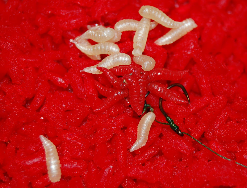 Carpfishing my way by Luis Rasmussen. Sveriges ledande och lärorikaste ...