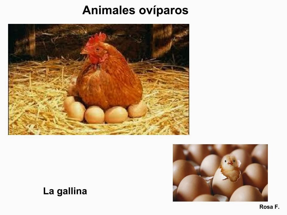 Vocabulario en imágenes. Maestra de Infantil y Primaria.: Animales ...