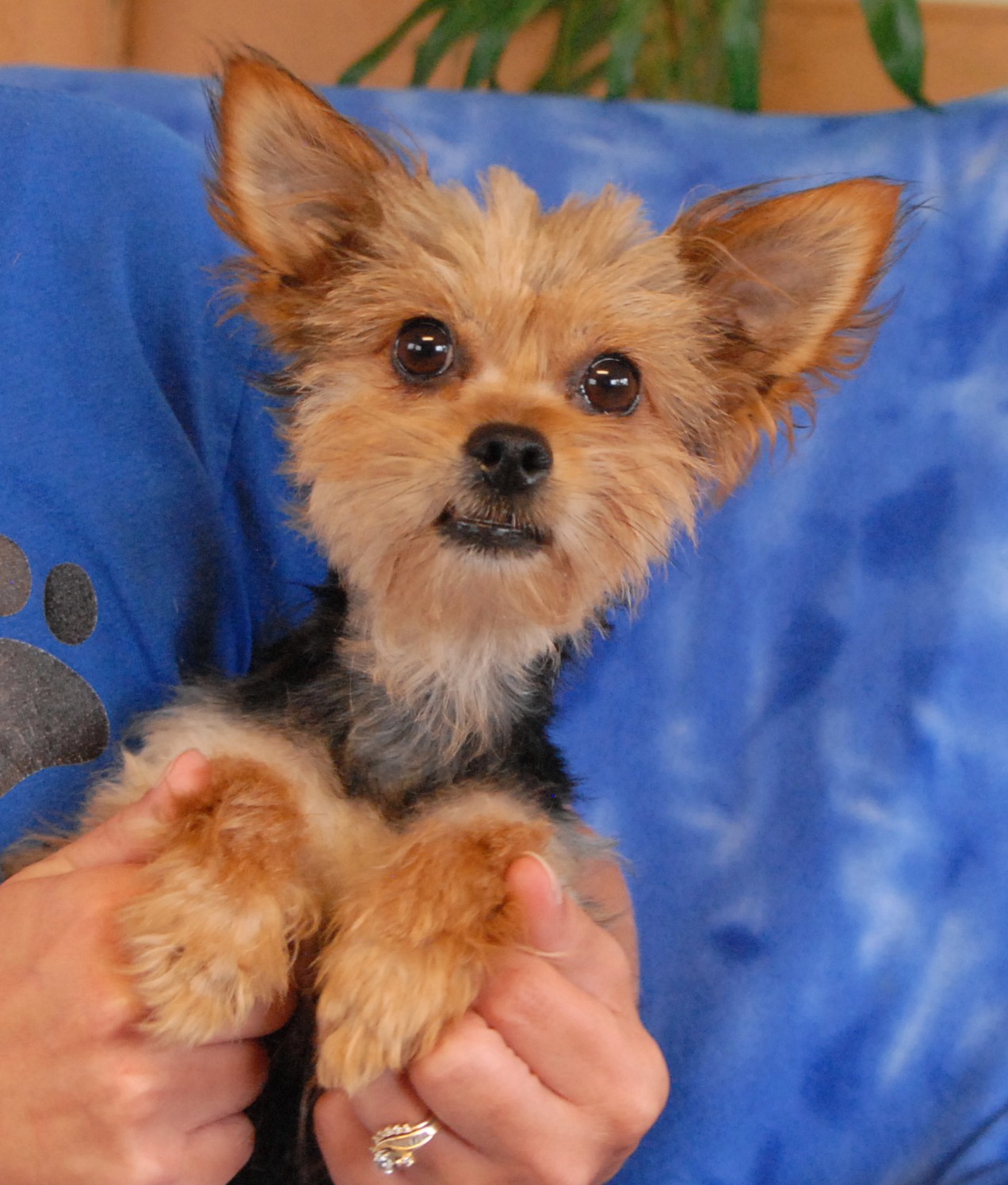 6 Yorkshire Terriers rescued from a backyard breeder, debuting for ...
