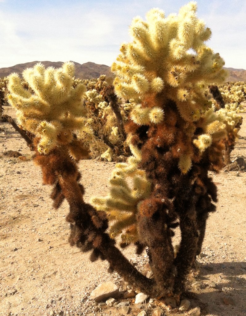 All This Is That: The cactus garden at Joshua Tree National Park
