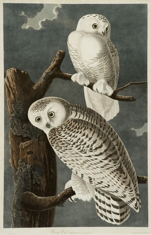 My Owl Barn: Happy Birthday John James Audubon
