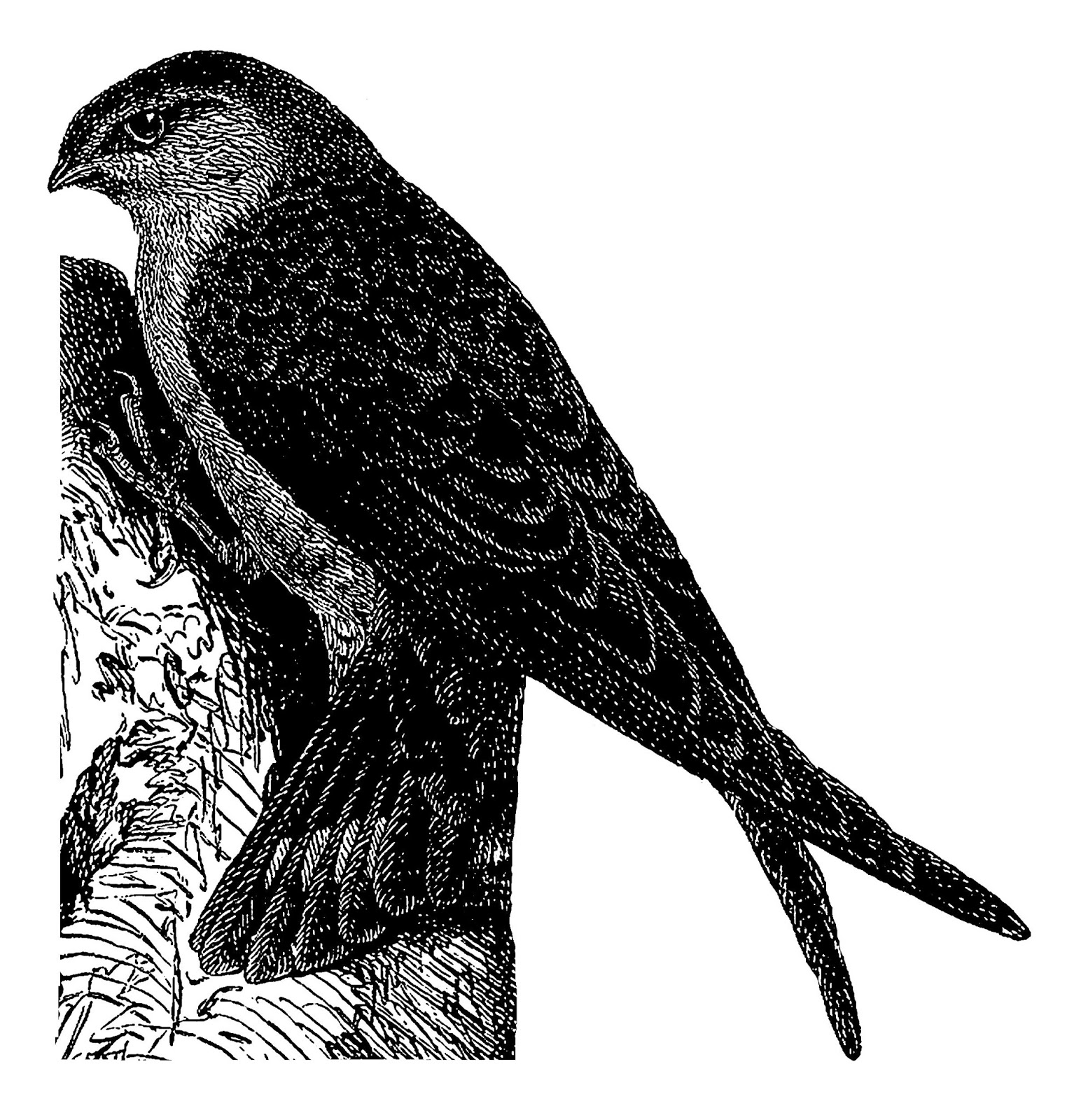 Digital Stamp Design: Bird Illustration Royalty Free Artwork Antique ...