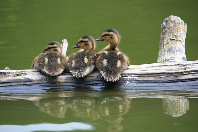 The Ducklings of Spring | The Ark In Space