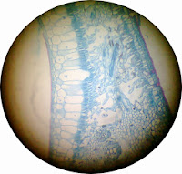 Different: LAPORAN PRAKTIKUM TENTANG JARINGAN TUMBUHAN