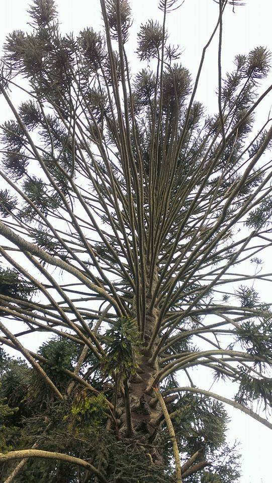 Australian Magick: History and magickal uses for the Araucaria ...