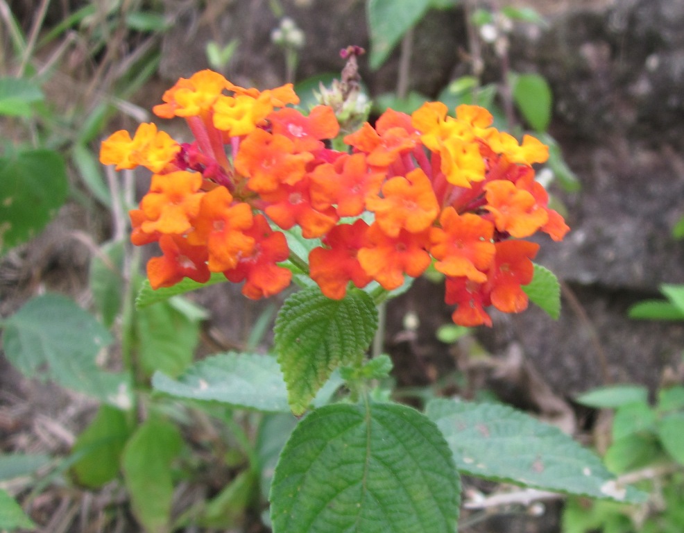 Lantana (Kongini Poovu) | KERALA NATURE AND AYURVEDA