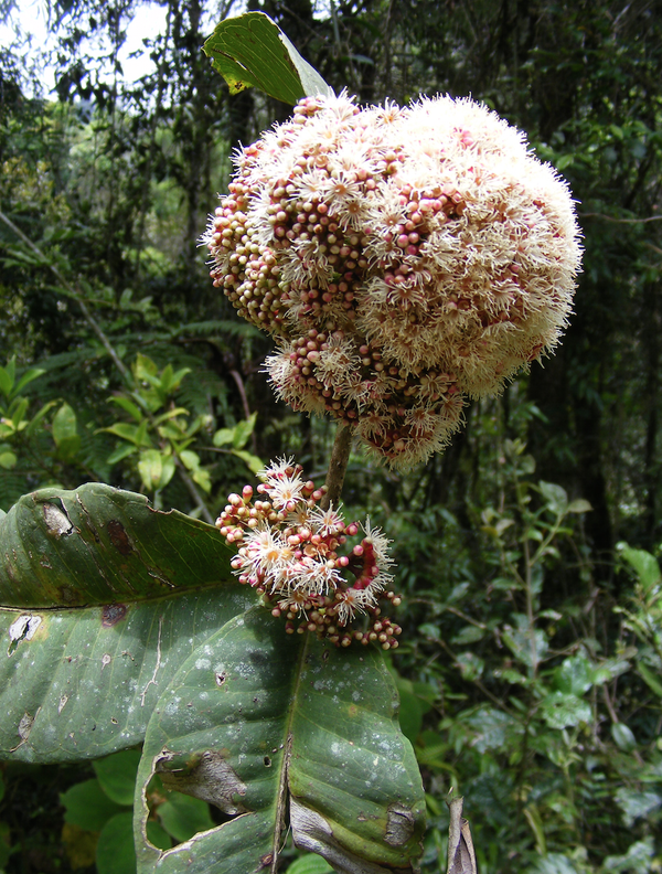 Species New to Science: [Botany • 2015] Syzygium humbertii & S ...