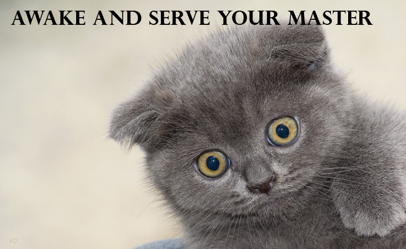Awake and serve your master! | Funny Cat Pictures
