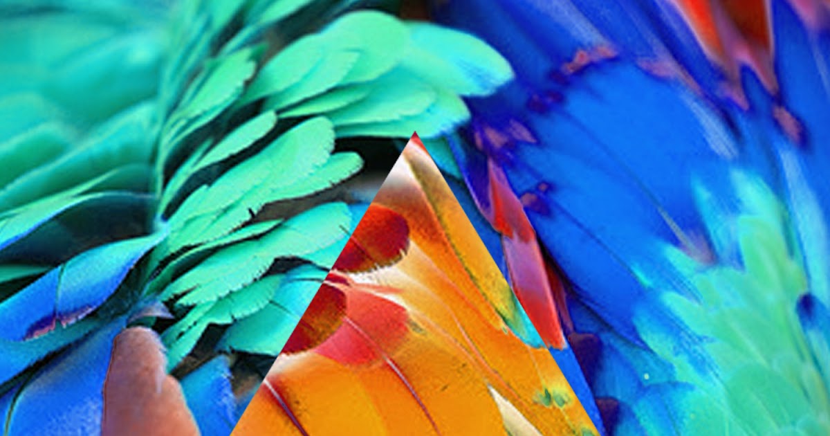 Birds Of Paradise || Penned Madness