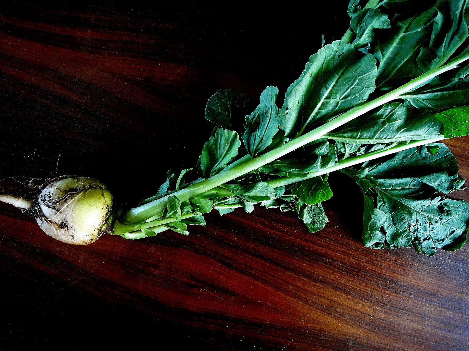 come-se: Nabo selvagem