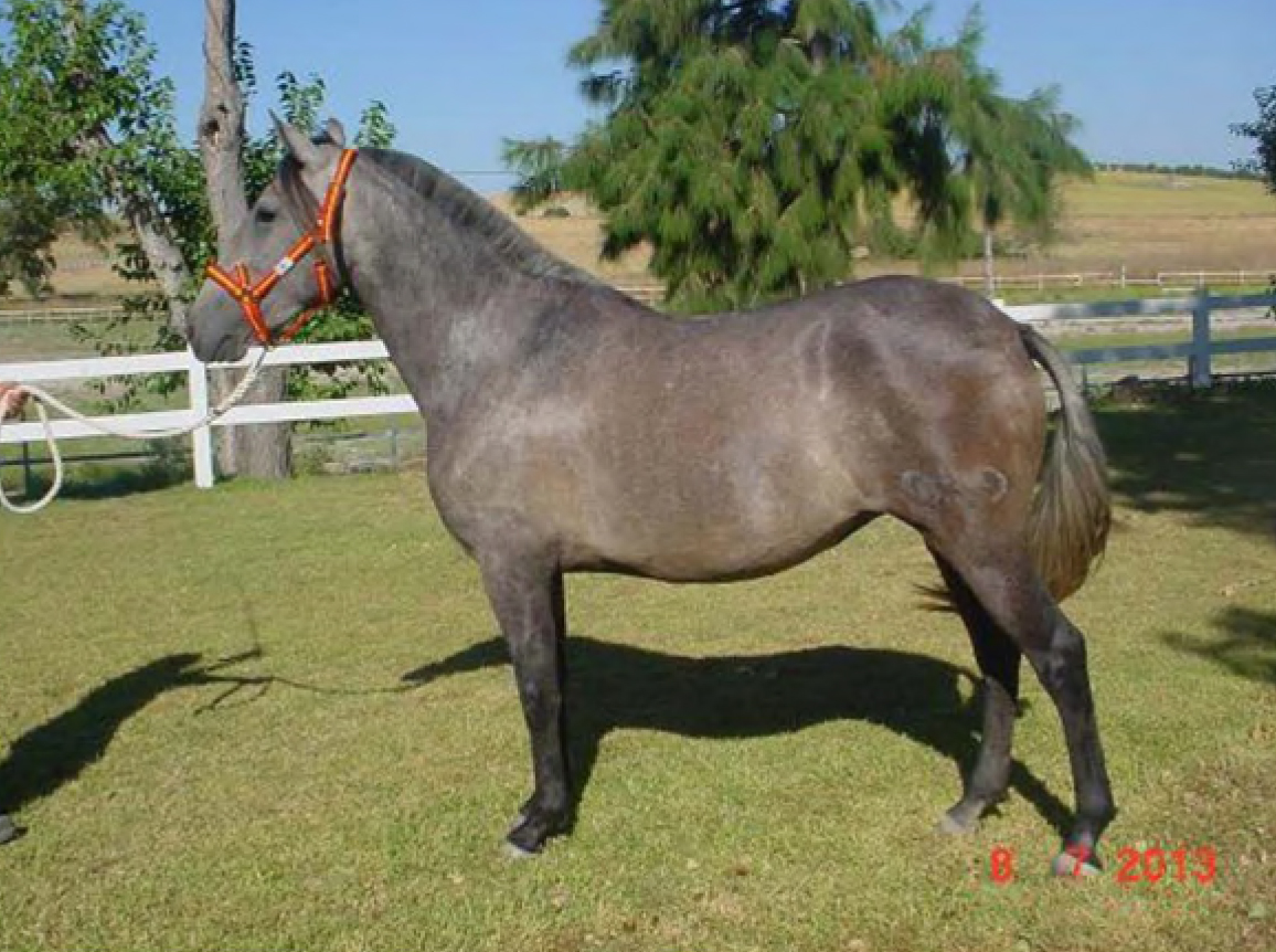 YEGUADA MILITAR: FOTOS DE LAS YEGUAS A SUBASTAR EN JEREZ