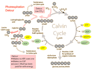 AP Biology: C3, C4, CAM