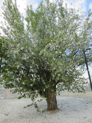 Mis experiencias mis imágenes: El chopo árbol ornamental.