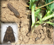 ENTOMOLOGÍA AGRÍCOLA