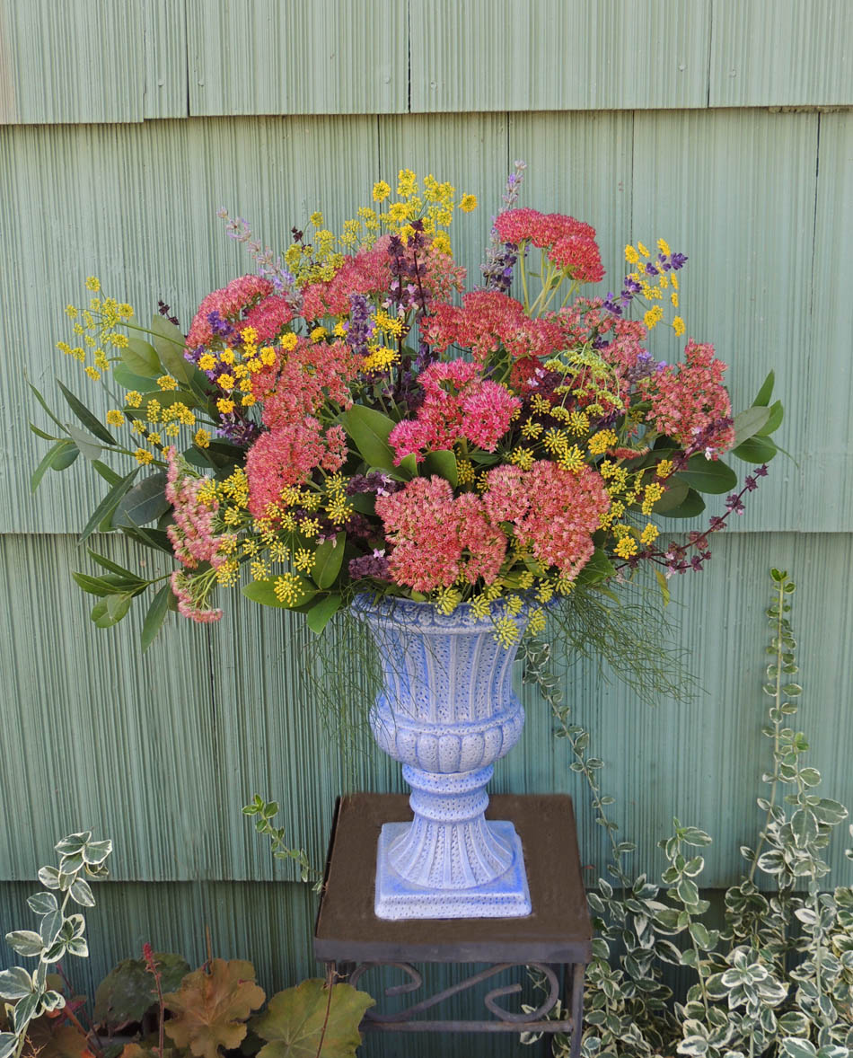 The Dusty Lane: Reliable Sedum "Autumn Joy"