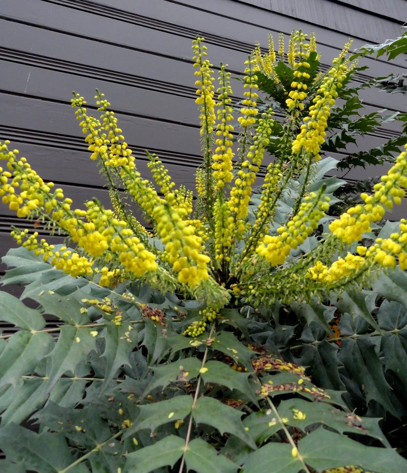 danger garden: December Bloomday